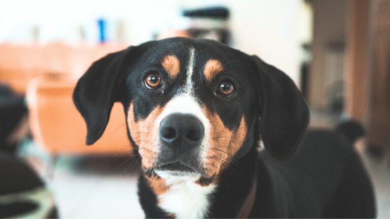 240+ Unique Girl Dog Names (Soft, Whimsical, Nature, Vintage & Modern)