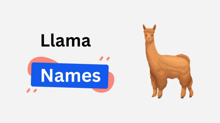 240+ Best Llama Names: Cute, Funny and Unique Name Ideas