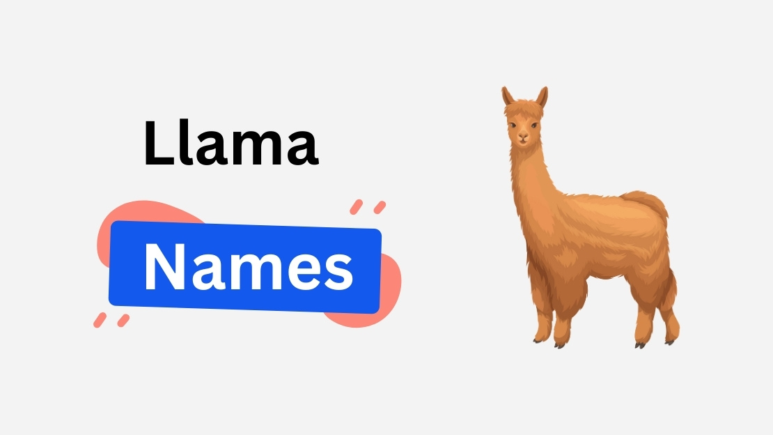 240+ Best Llama Names: Cute, Funny and Unique Name Ideas