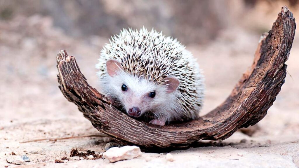 250+ Cute, Adorable, Unique & Popular Hedgehog Names