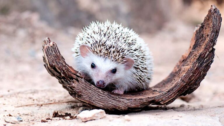 250+ Cute, Adorable, Unique & Popular Hedgehog Names