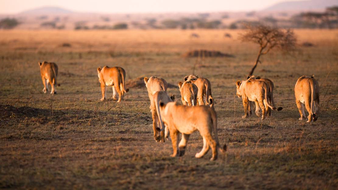 300+ Strong Lioness Names: Funny, Mythical, & More