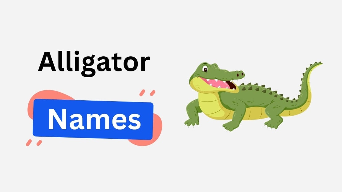 250+ Alligator Names That Are Cute, Badass, Funny & More