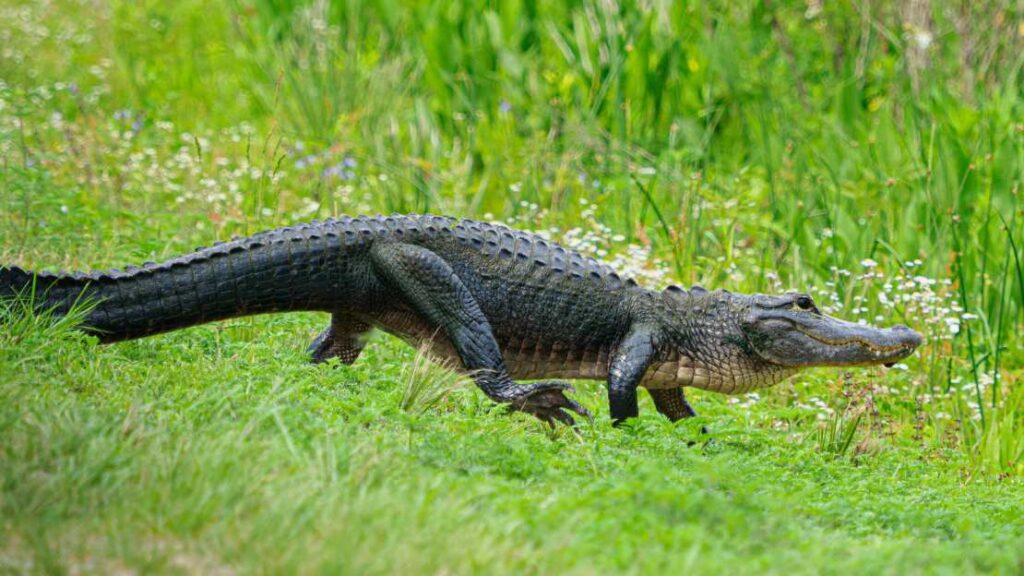 250+ Alligator Names That Are Cute, Badass, Funny & More
