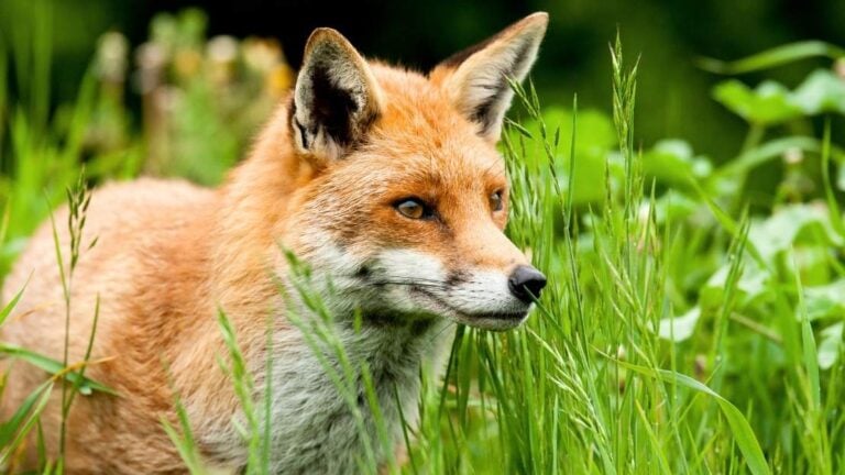 250+ Fox Names with Cute, Clever & Funny Choices (2025)