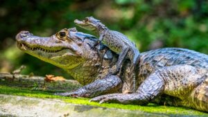 250+ Alligator Names That Are Cute, Badass, Funny & More