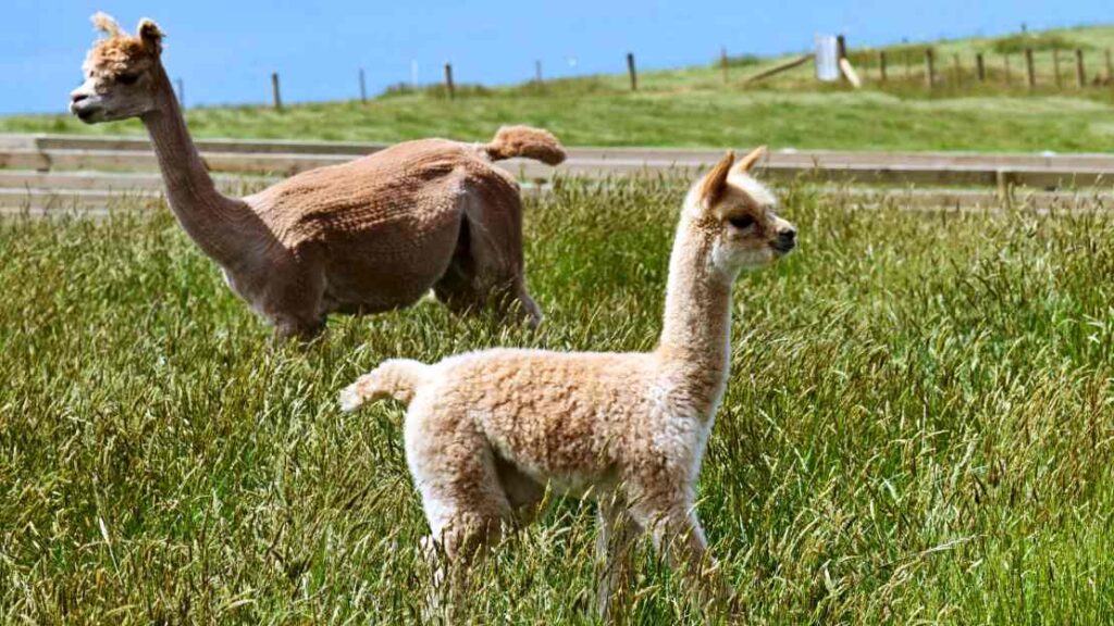250+ Alpaca Names: Cute, Funny, Cool, and More to Explore