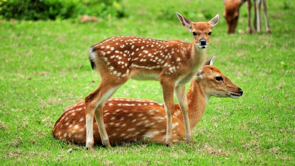 100+ Creative Deer Names Inspired by Nature, Myth & Seasons