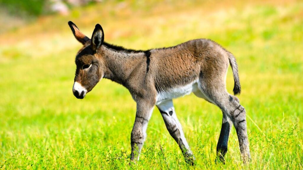 250+ Donkey Names with Cute, Funny, and Popular Options