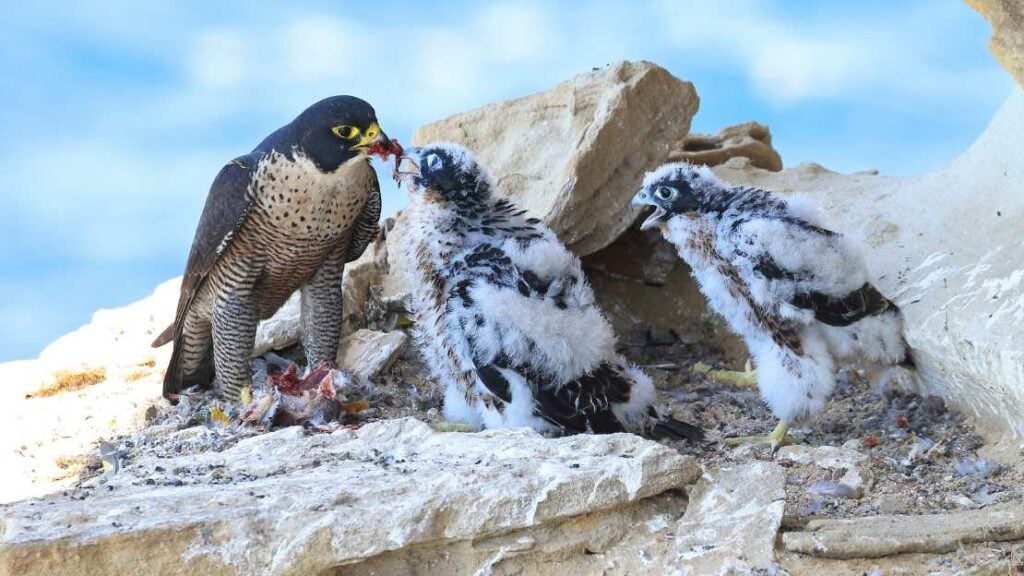 200+ Falcon Names with Cute, Famous, and Mythical Options