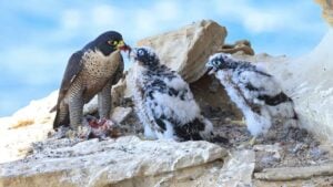 200+ Falcon Names with Cute, Famous, and Mythical Options