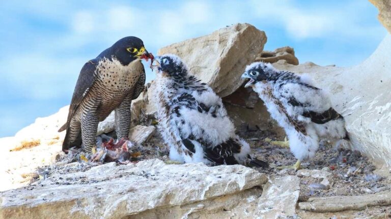 200+ Falcon Names with Cute, Famous, and Mythical Options