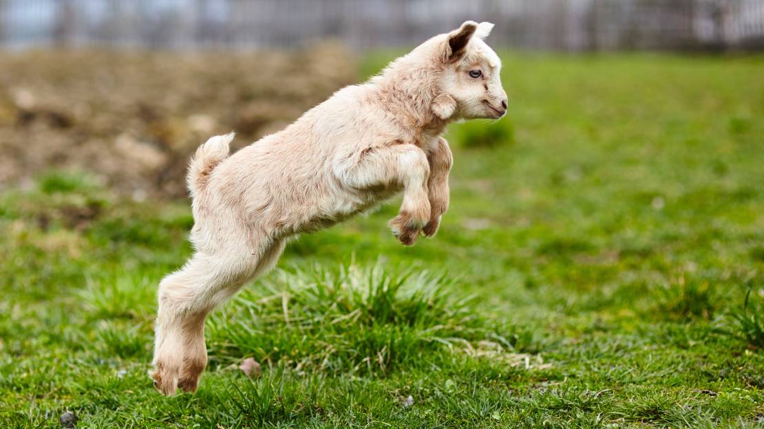 270+ Cool Goat Names: Funny, Cute & Unique Suggestions