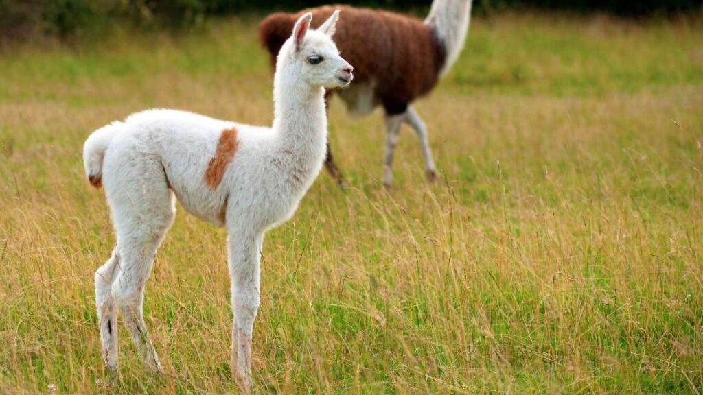 240+ Best Llama Names: Cute, Funny and Unique Name Ideas