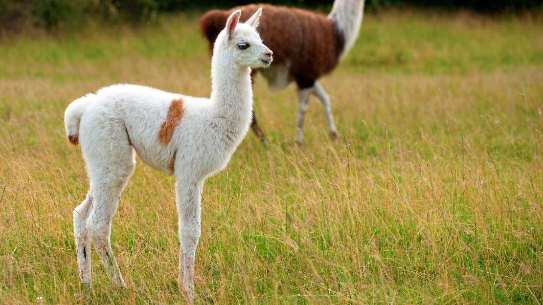 240+ Best Llama Names: Cute, Funny and Unique Name Ideas