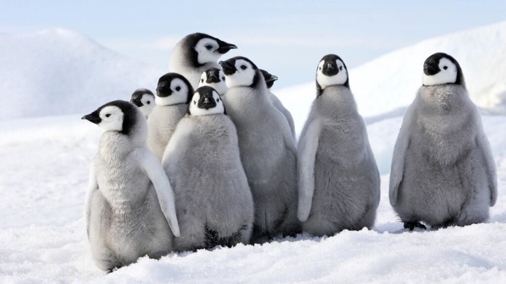 350+ Penguin Names with Funny, Adorable & Famous Options