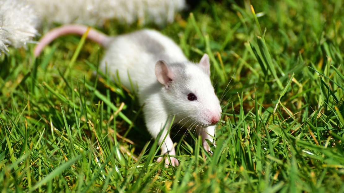 250+ Top Rat Names: Cute, Famous, and Nature-Inspired