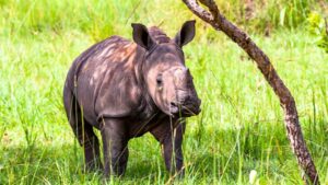 344+ Rhino Names with Popular, Mythical, Species-Specific, and Unique ...