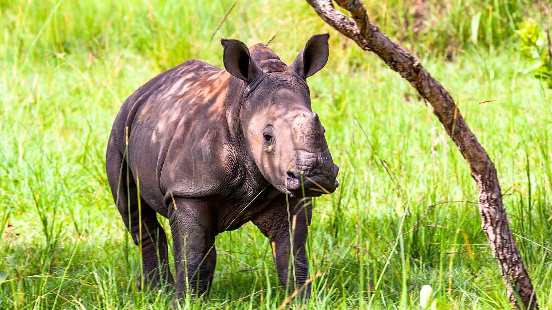 344+ Rhino Names with Popular, Mythical, Species-Specific, and Unique ...