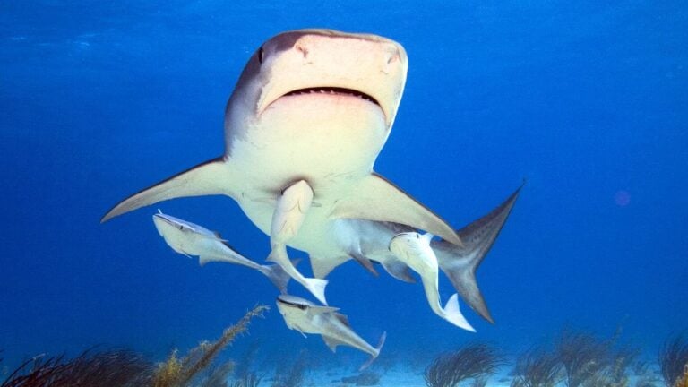 300+ Versatile Shark Names with Famous & Funny Choices