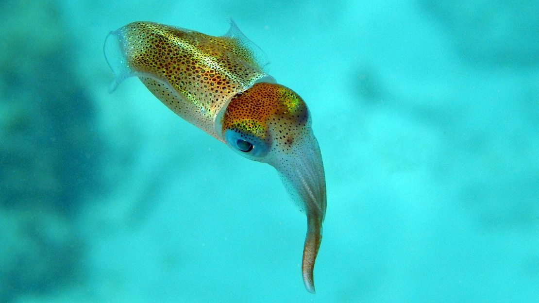 322+ Squid Names in Cute, Funny, Famous, and Unique Categories
