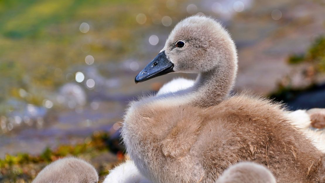 341+ Swan Names with Popular, Mythical, Famous, and Unisex Options