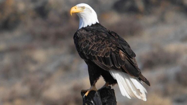 200+ Eagle Names: Cool, Mythical, and Nature-Inspired (2026)