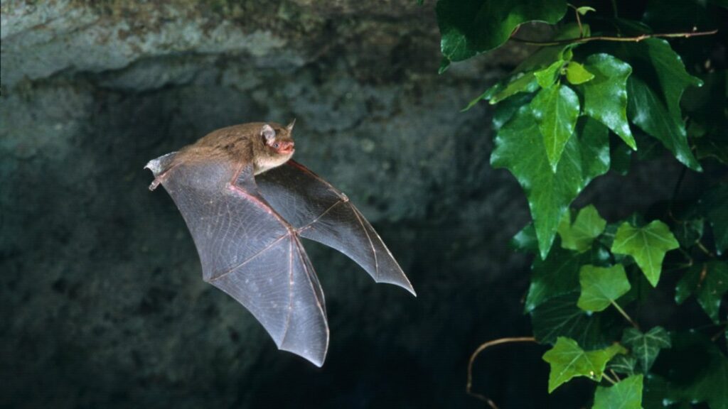 410+ Bat Names: Cute, Mythological, Funny, and Dark-Themed Choices