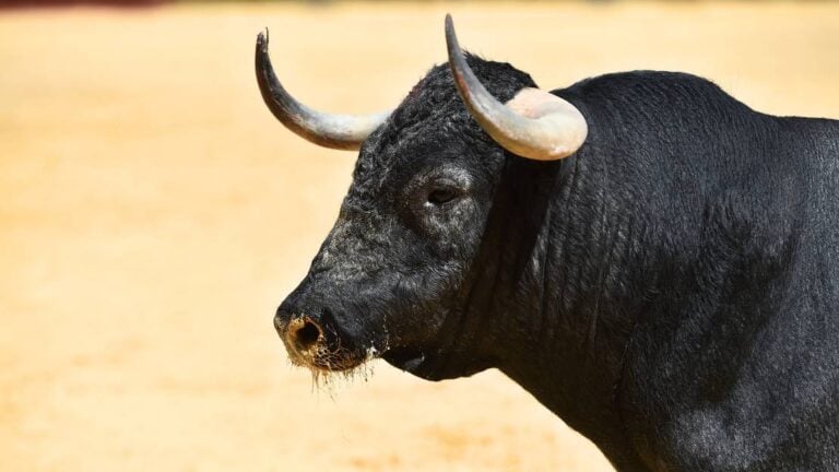 120+ Strong Bull Names Inspired by Legendary Feats