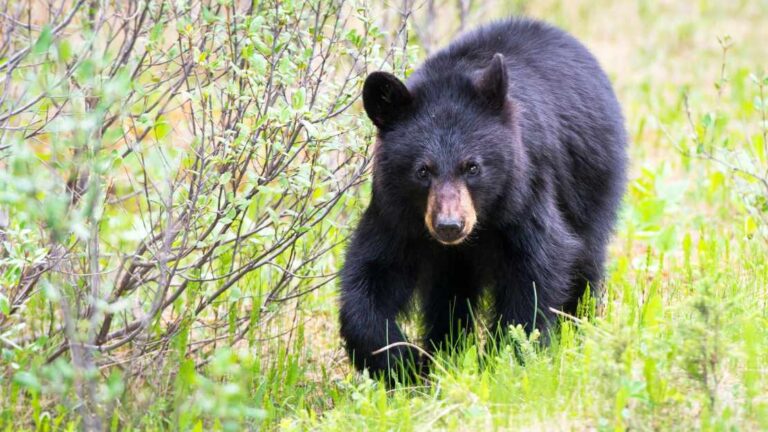 150+ Bear Names With Cute, Fluffy, and Famous Choices
