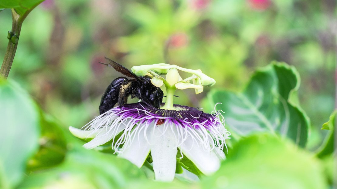 400+ Bee Names With Cute, Funny & Mysterious Choices