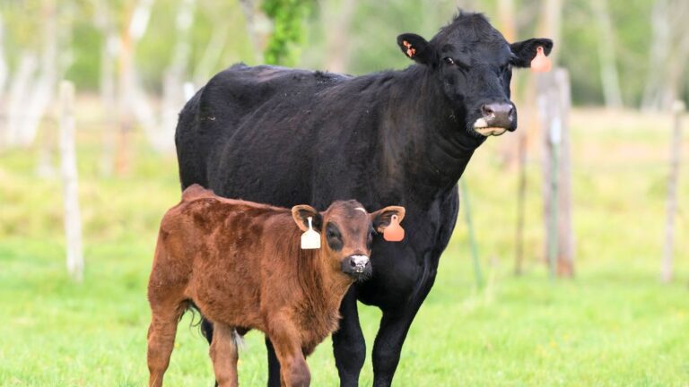 250+ Beautiful Cow Names Based On Colors, Origins & More