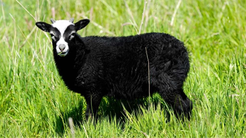 300+ Sheep Names: Funny, Cute, and Creative Ideas (2026)