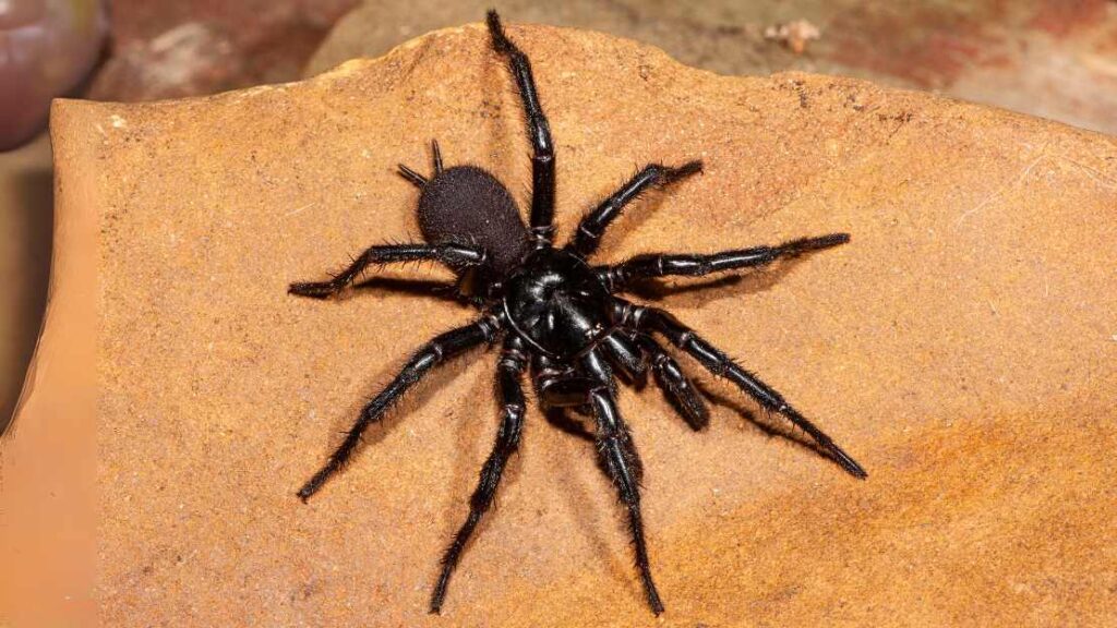 330+ Spider Names with Funny, Awesome, Clever, and Scientific Name Ideas