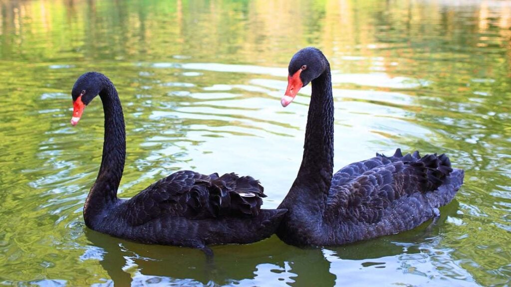 341+ Swan Names with Popular, Mythical, Famous, and Unisex Options