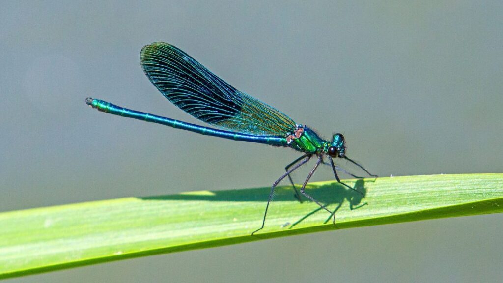 310+ Dragonfly Names in Cute, Blue, Famous, and Unique Categories
