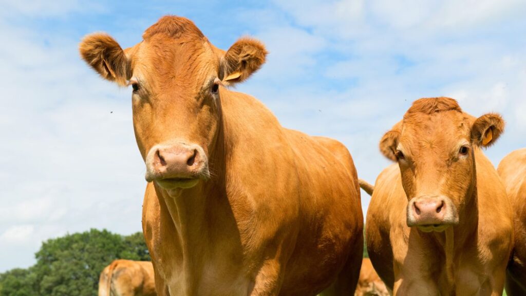 250+ Beautiful Cow Names Based On Colors, Origins & More