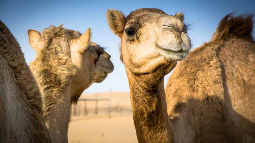 125+ Funny, Cool, & Unique Camel Names: Pick Yours!