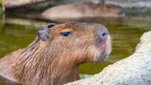 350+ Capybara Names with Cute, Famous, and Pun Options