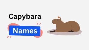 350+ Capybara Names with Cute, Famous, and Pun Options