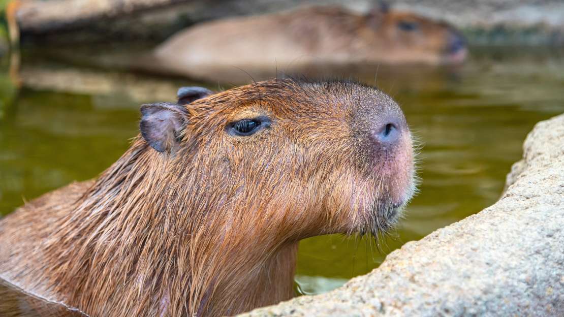 350+ Capybara Names with Cute, Famous, and Pun Options