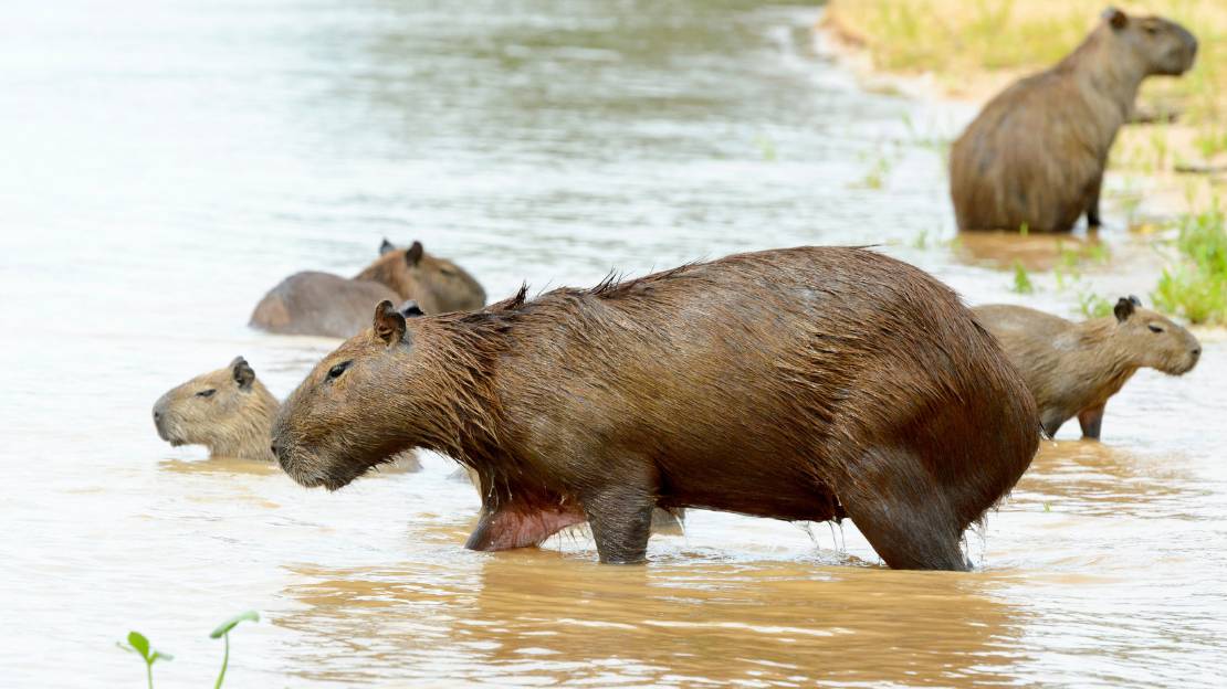 350+ Capybara Names with Cute, Famous, and Pun Options