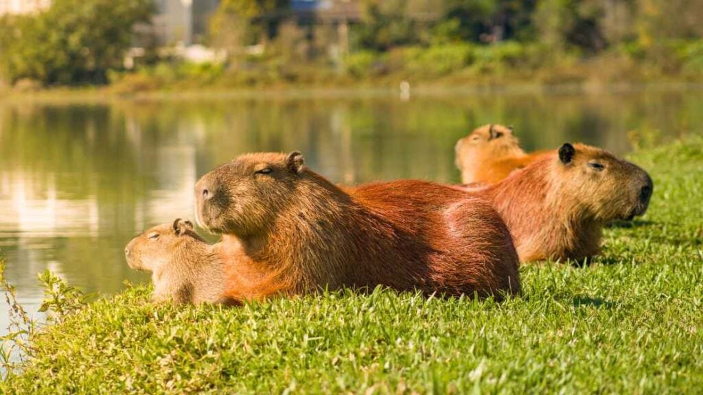350+ Capybara Names with Cute, Famous, and Pun Options