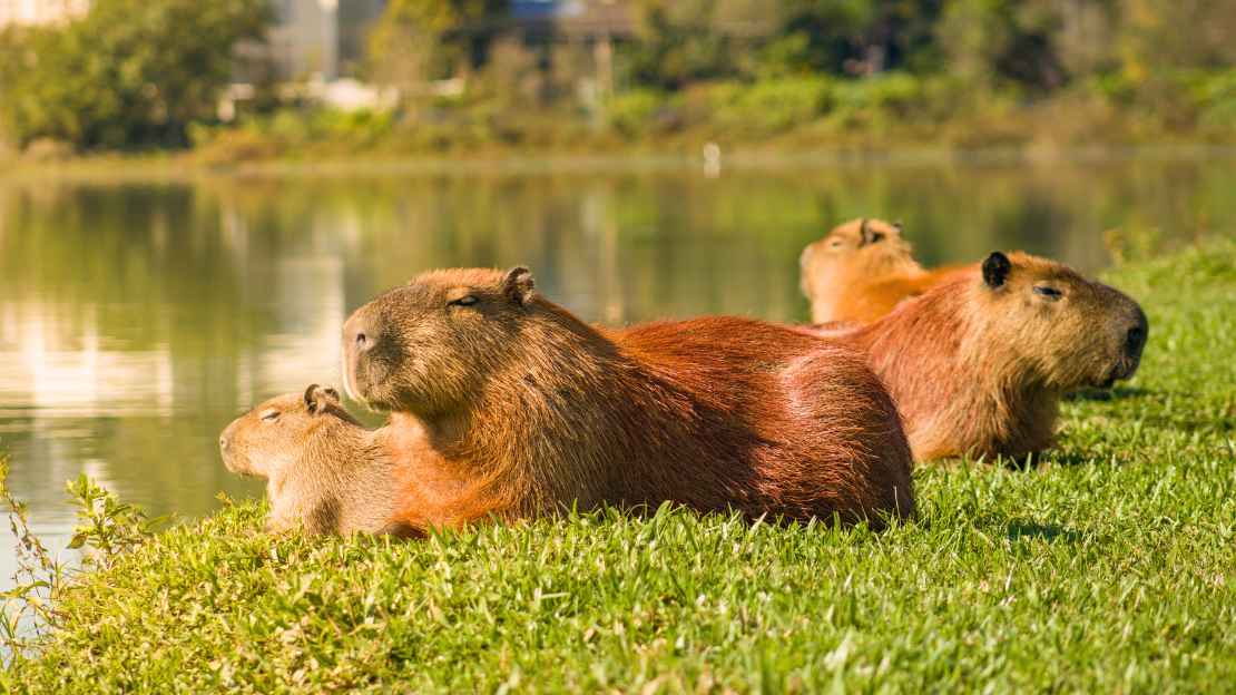 350+ Capybara Names with Cute, Famous, and Pun Options