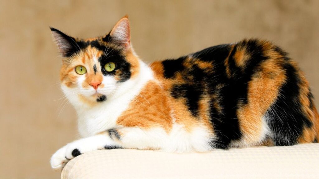 150+ Creative Cat Names Inspired by Fiction & Traditions