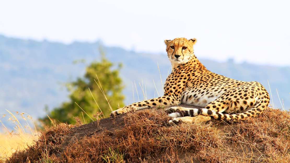 180+ Cool Cheetah Names Inspired by Culture, Myth, & Traits