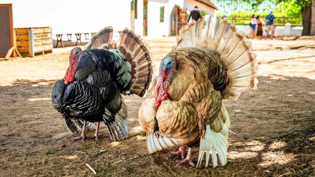 300+ Turkey Names: Popular, Funny, and Famous Choices