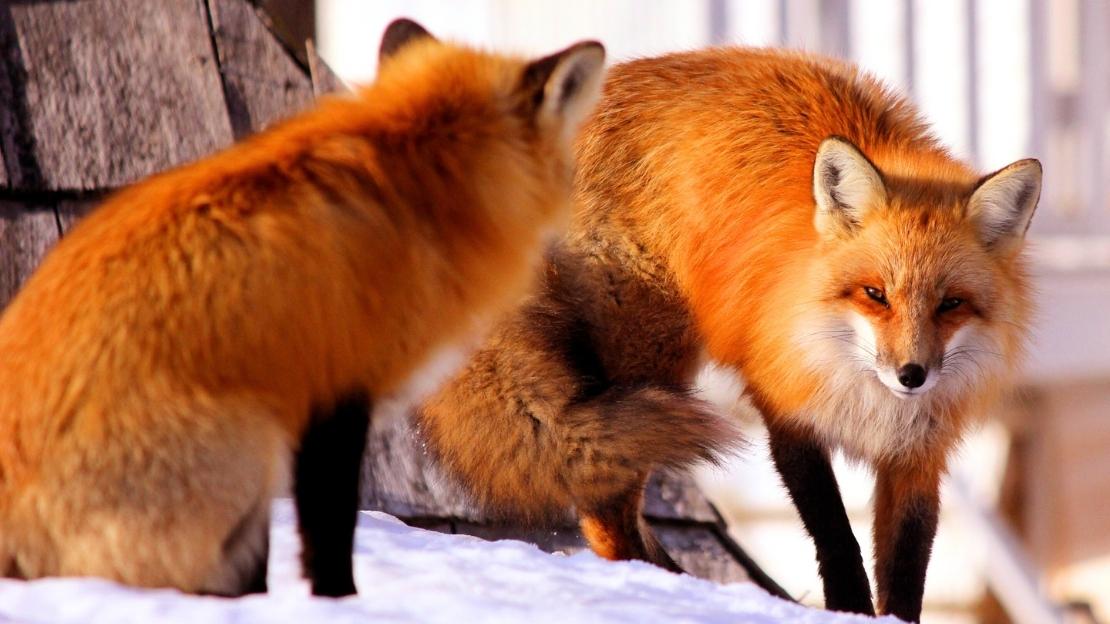 250+ Fox Names with Cute, Clever & Funny Choices (2025)