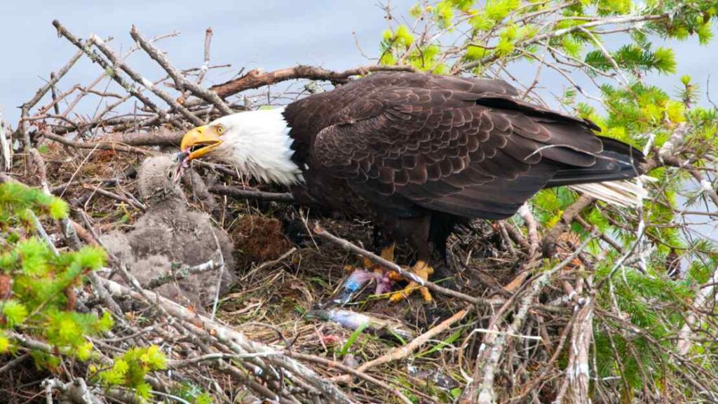 200+ Eagle Names: Cool, Mythical, and Nature-Inspired (2025)