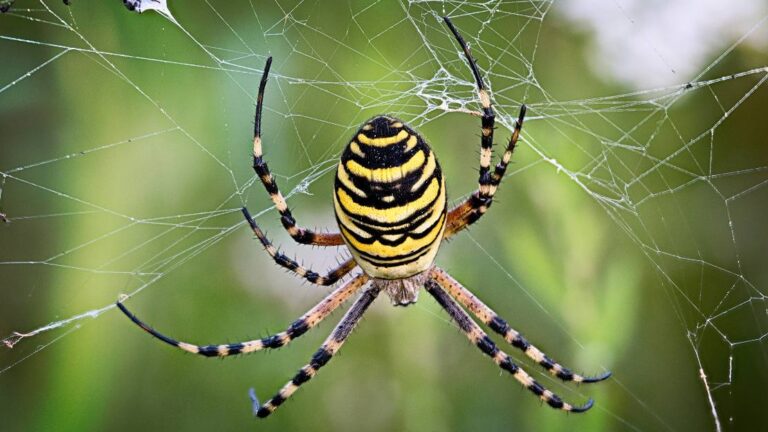 330+ Spider Names with Funny, Awesome, Clever, and Scientific Name Ideas